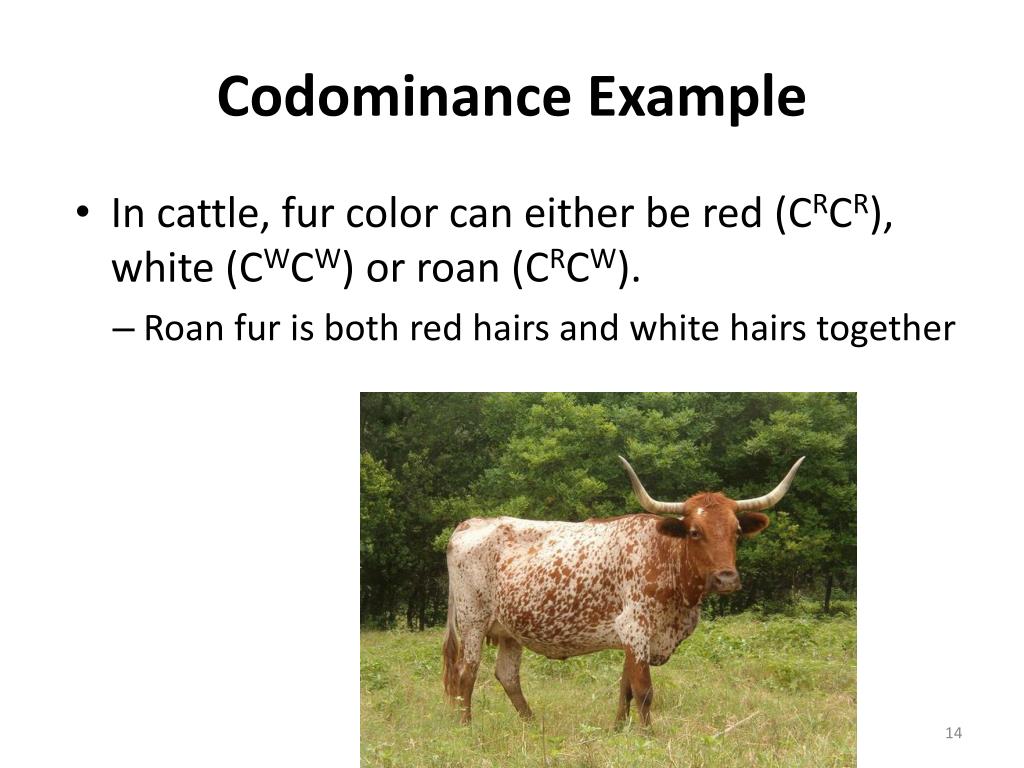 PPT - NON-MENDELIAN INHERITANCE PATTERNS (Modes of Inheritance) H ... PPT - NON-MENDELIAN INHERITANCE PATTERNS (Modes of Inheritance) H ...