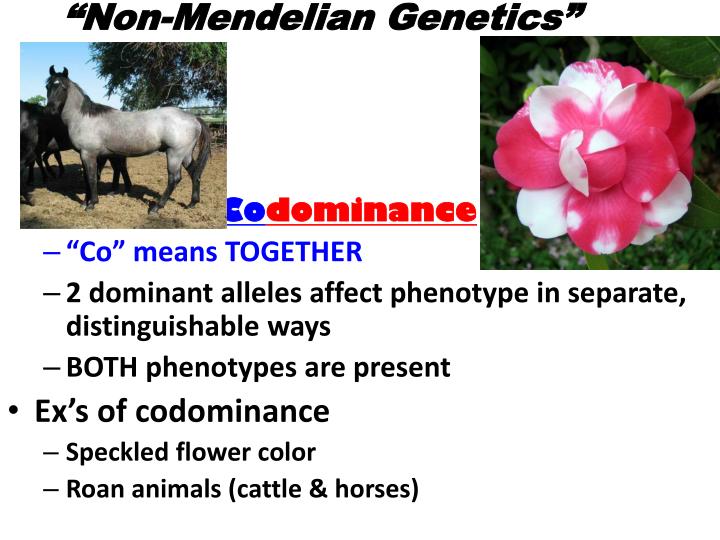 PPT - NON-MENDELIAN INHERITANCE PATTERNS (Modes of Inheritance) H ... PPT - NON-MENDELIAN INHERITANCE PATTERNS (Modes of Inheritance) H ...