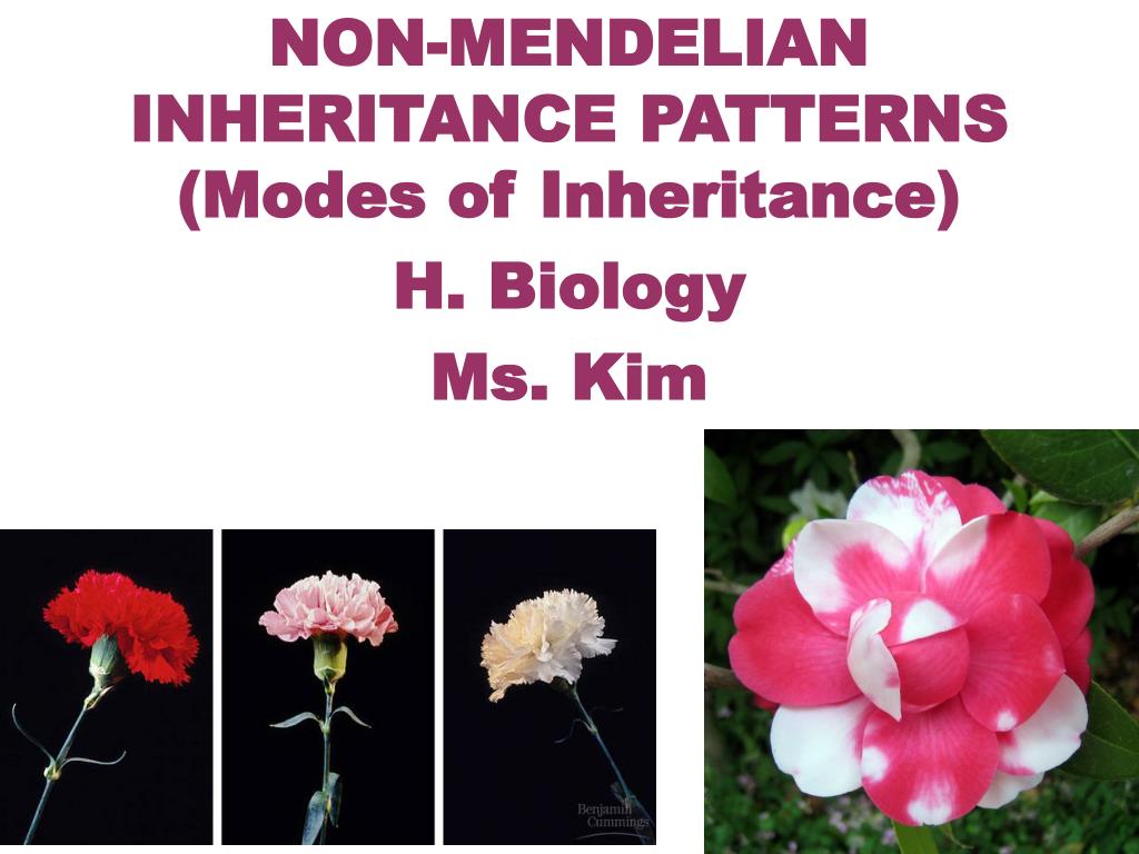 PPT - NON-MENDELIAN INHERITANCE PATTERNS (Modes of Inheritance) H ... PPT - NON-MENDELIAN INHERITANCE PATTERNS (Modes of Inheritance) H ...