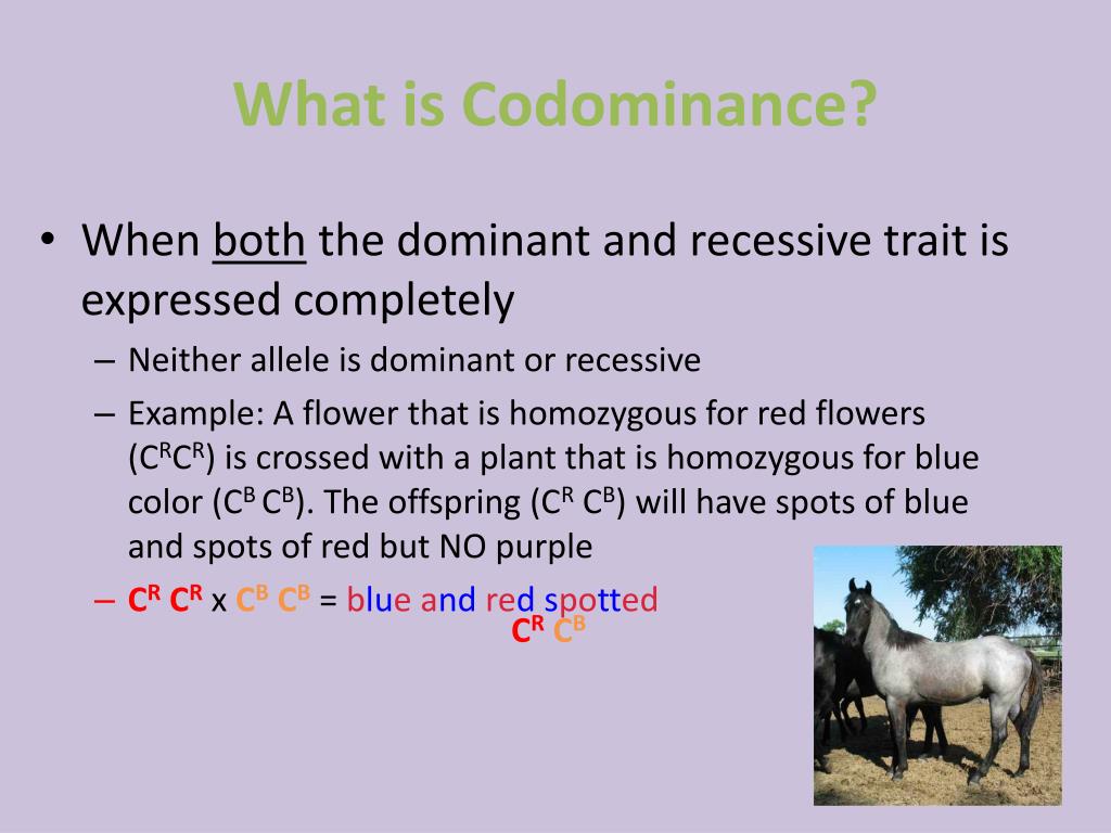 PPT - NON-MENDELIAN INHERITANCE PATTERNS (Modes of Inheritance) H ... PPT - NON-MENDELIAN INHERITANCE PATTERNS (Modes of Inheritance) H ...
