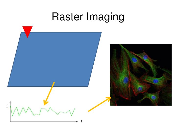 PPT - Raster Image Correlation Spectroscopy PowerPoint Presentation ...