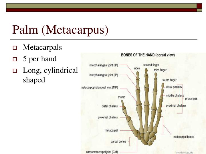 PPT - PLASTIC & RECONSTRUCTIVE SURGERY PowerPoint Presentation - ID:2570789