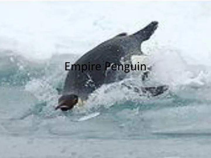PPT - Empire Penguin PowerPoint Presentation, free download - ID:2571205