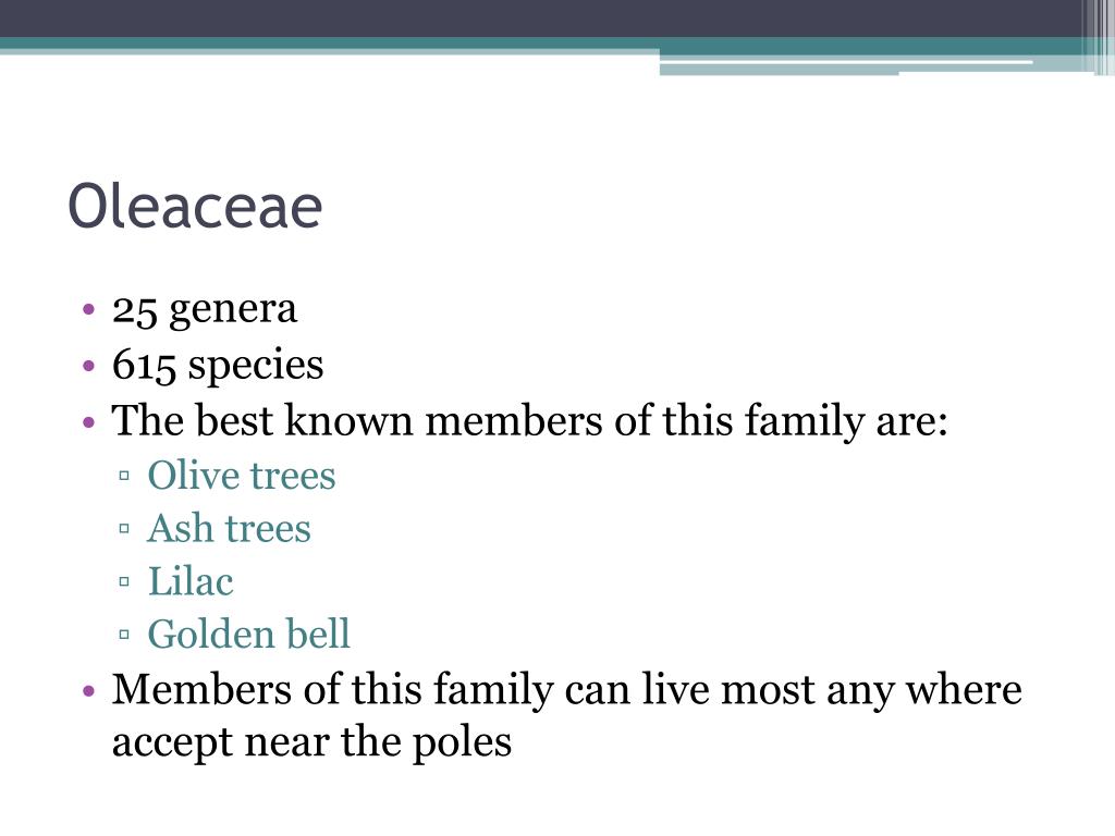 PPT - Characteristics of Oleaceae “The olive family” PowerPoint ...