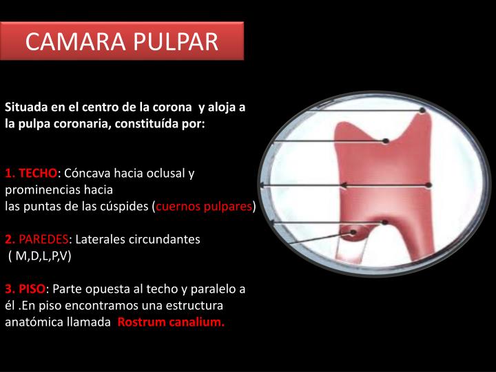 PPT - “ANATOMÍA DE LOS CONDUCTOS” PowerPoint Presentation - ID:2571918