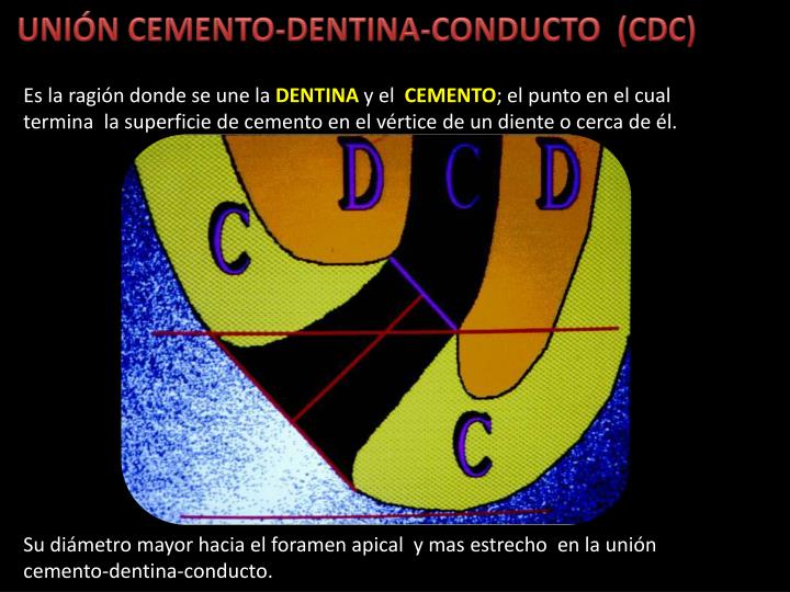 PPT - “ANATOMÍA DE LOS CONDUCTOS” PowerPoint Presentation - ID:2571918