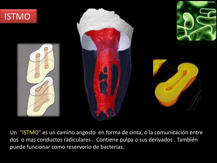 PPT - “ANATOMÍA DE LOS CONDUCTOS” PowerPoint Presentation - ID:2571918
