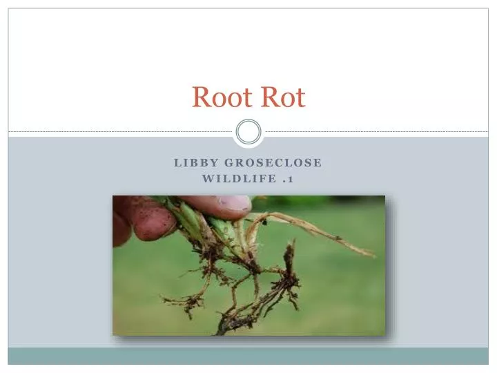 PPT - Root Rot PowerPoint Presentation, free download - ID:2571969