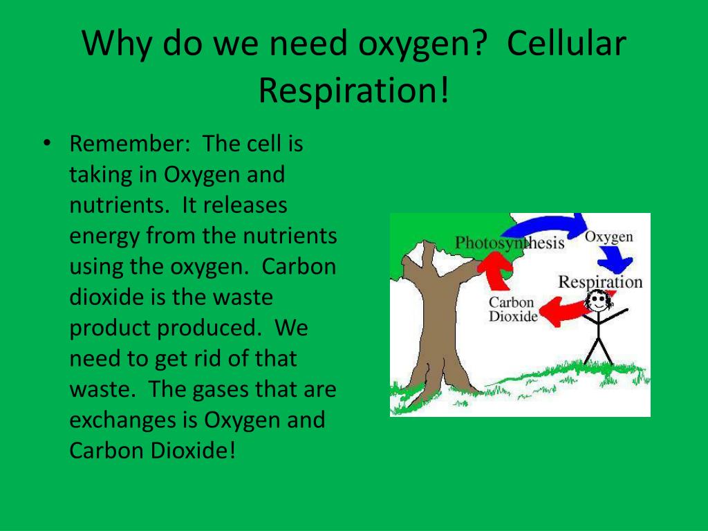 PPT - The Respiratory System PowerPoint Presentation, free download ...