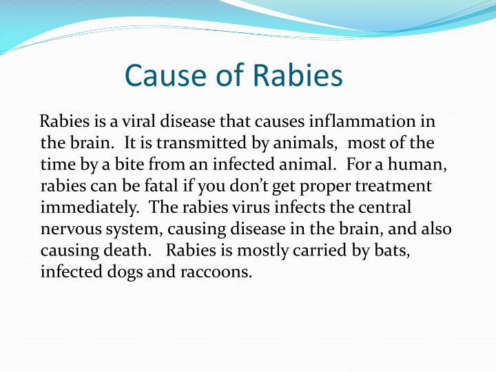 PPT - Rabies PowerPoint Presentation - ID:2575334