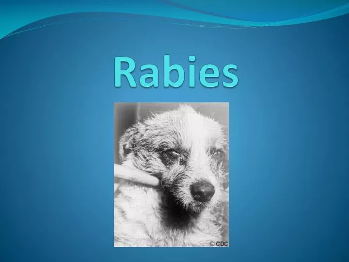 PPT - Rabies PowerPoint Presentation, free download - ID:2575334