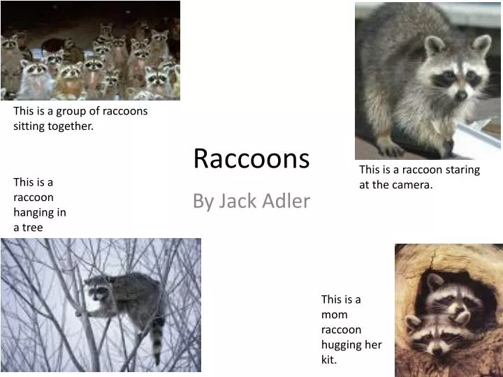 PPT - Raccoons PowerPoint Presentation, free download - ID:2575354