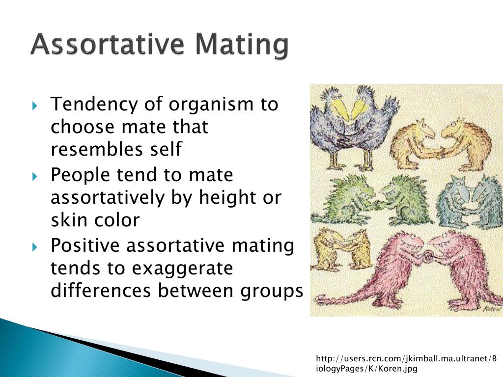 PPT - Evolution of Modern Humans: Genetic Diversity and Biological Race ...