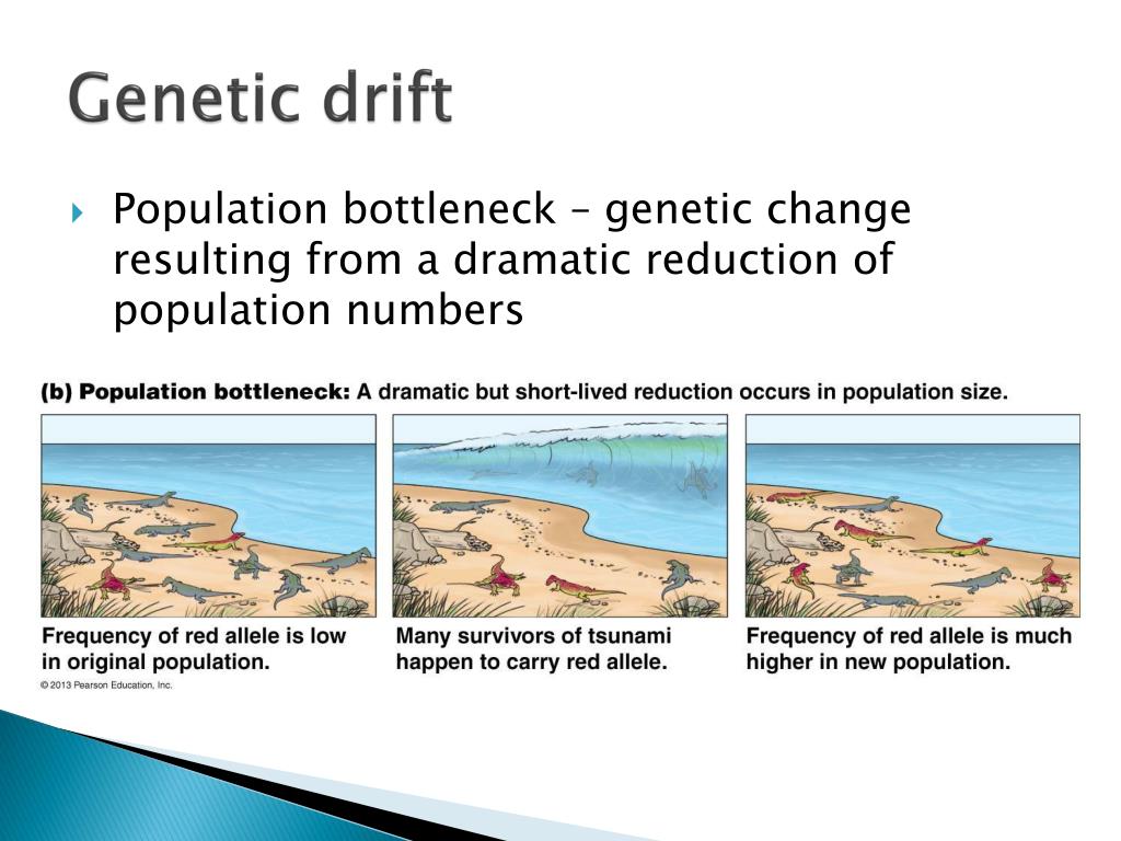 PPT - Species and Races Ch. 12.2 – 12.3 PowerPoint Presentation, free ...