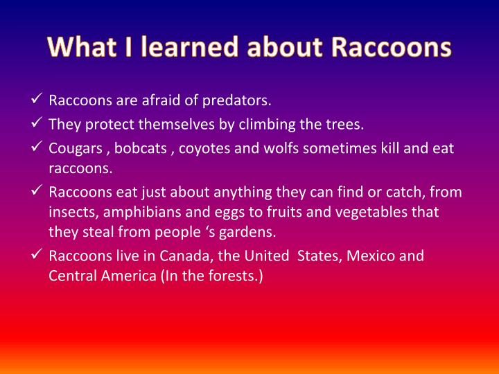 PPT - RACCOONS PowerPoint Presentation - ID:2575576