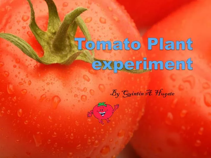 PPT - Tomato Plant experiment PowerPoint Presentation, free download ...