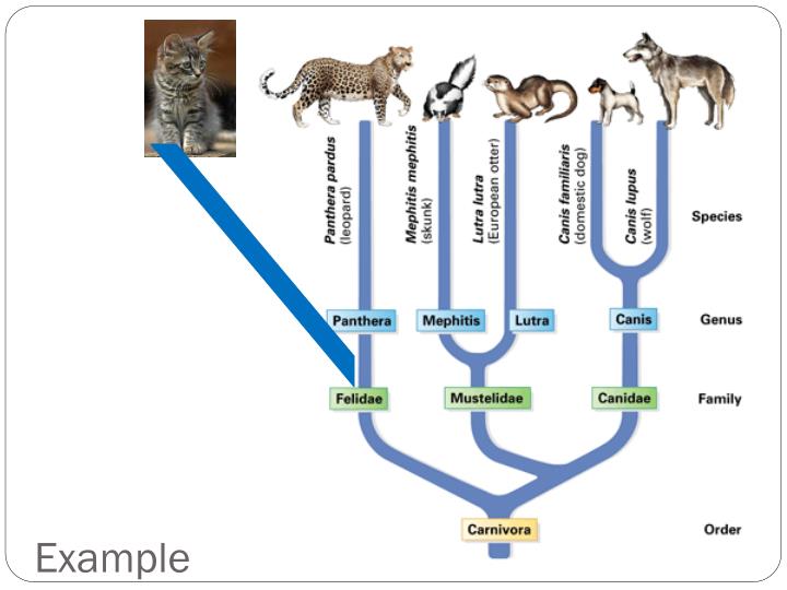 Ppt Macroevolution Powerpoint Presentation Id 2576096