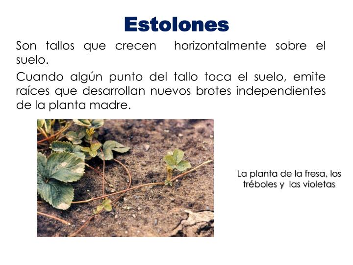 PPT - Reproducción en plantas PowerPoint Presentation - ID:2577086