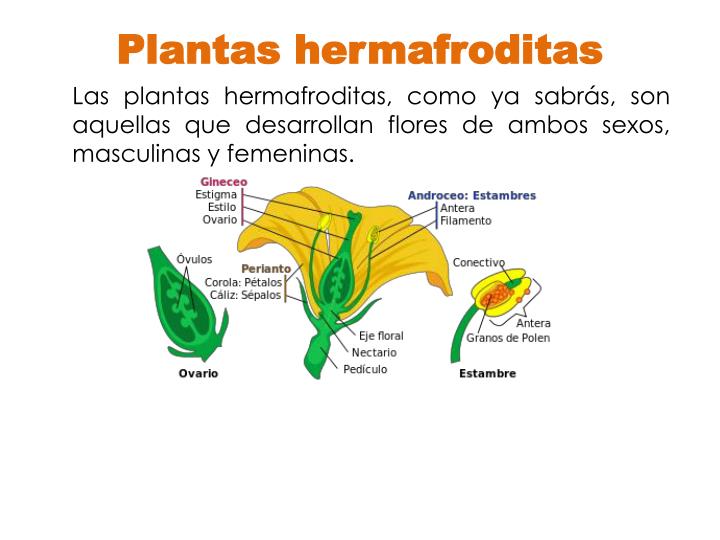 PPT - Reproducción en plantas PowerPoint Presentation - ID:2577086