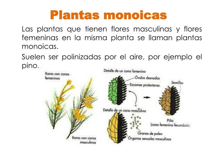 PPT - Reproducción en plantas PowerPoint Presentation - ID:2577086