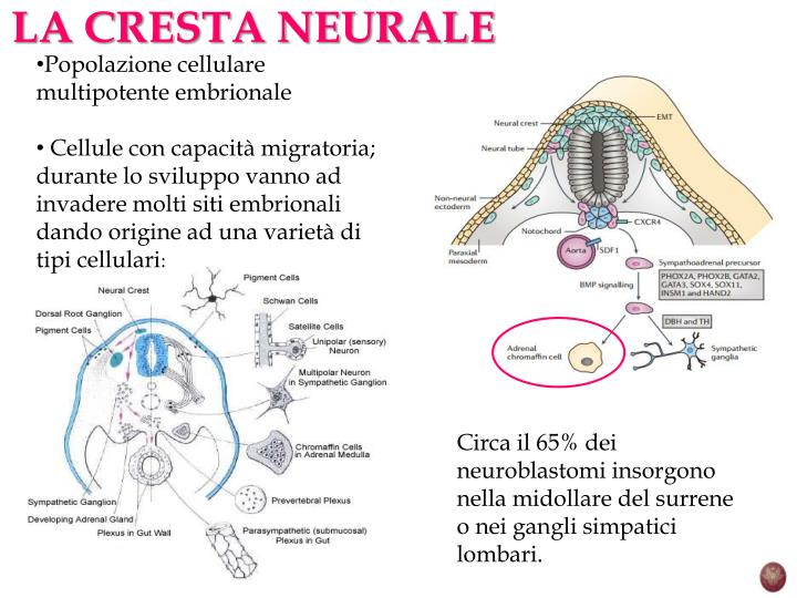 PPT - FACOLTA’ DI SCIENZE MATEMATICHE FISICHE E NATURALI Corso di ...