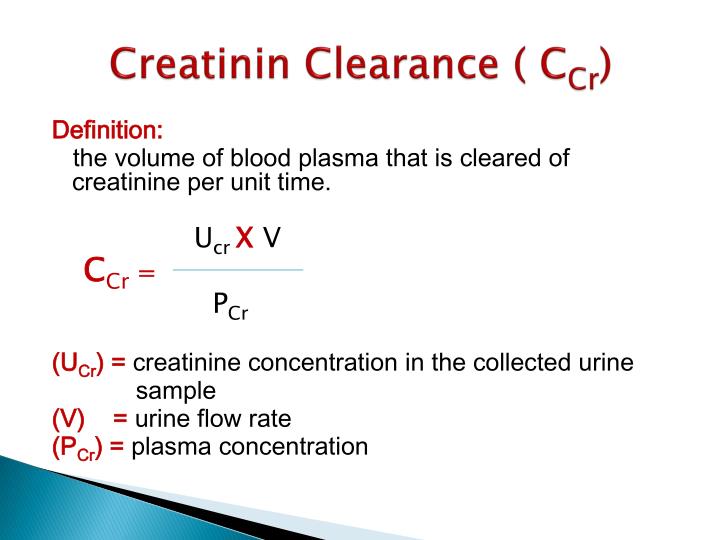 PPT - Diuresis PowerPoint Presentation - ID:2578073