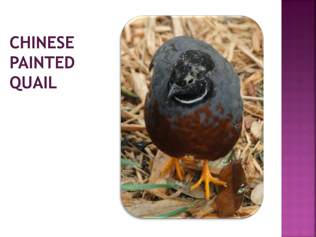 PPT - Joyful Chinese Painted Quails: A Beautiful Addition to Your Home ...
