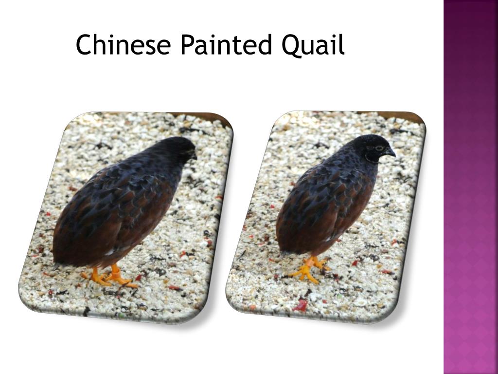 PPT - Joyful Chinese Painted Quails: A Beautiful Addition to Your Home ...