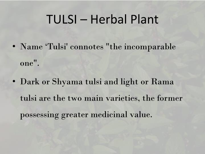 PPT - TULSI – Herbal Plant PowerPoint Presentation - ID:2579989