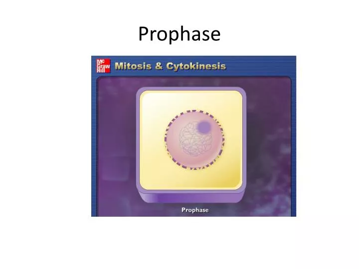 PPT - Prophase PowerPoint Presentation, free download - ID:2580204