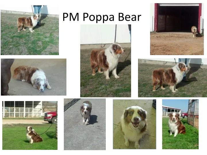 PPT - PM Poppa Bear PowerPoint Presentation, free download - ID:2580572