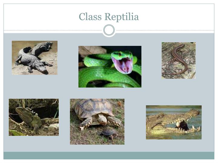 PPT - Class Amphibia, Class Reptilia, and Class Aves PowerPoint ...