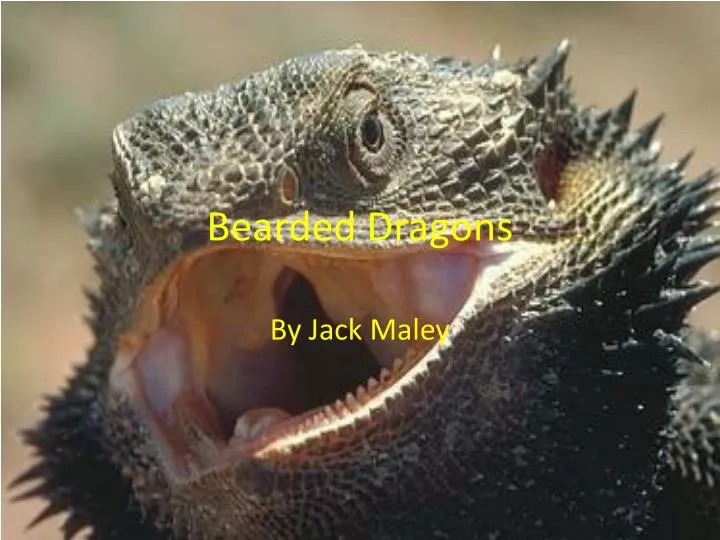 PPT - Bearded Dragons PowerPoint Presentation, free download - ID:2583776