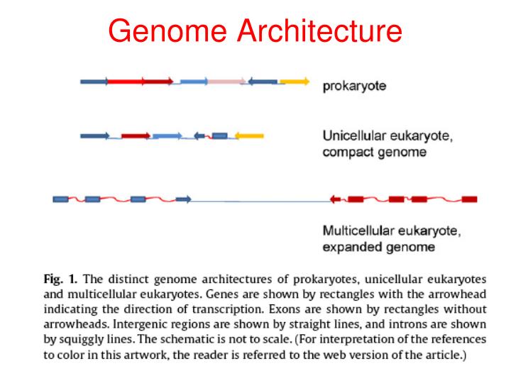 PPT - Genome Evolution PowerPoint Presentation - ID:2584527