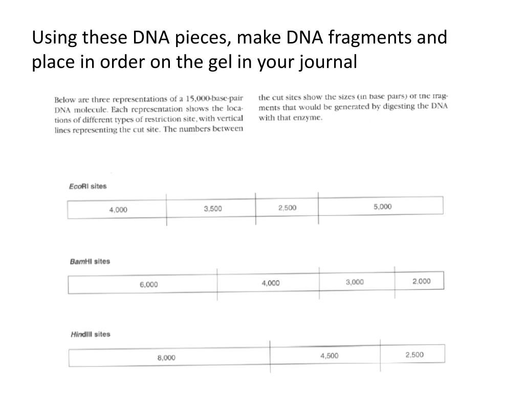 PPT - DNA Scissors & DNA Goes to the Races Activities/Review PowerPoint ...