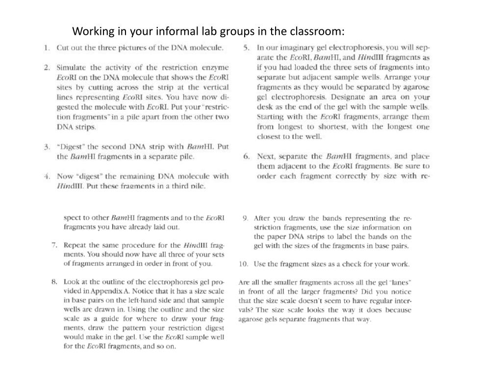 PPT - DNA Scissors & DNA Goes to the Races Activities/Review PowerPoint ...