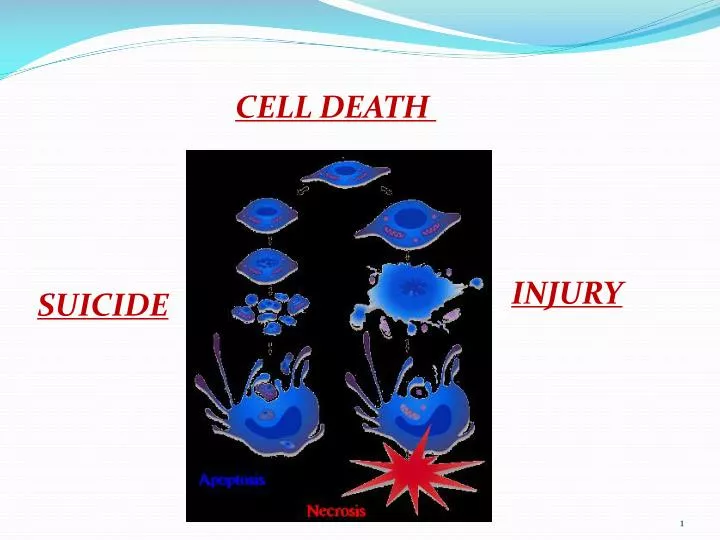 PPT - CELL DEATH PowerPoint Presentation, free download - ID:2585192