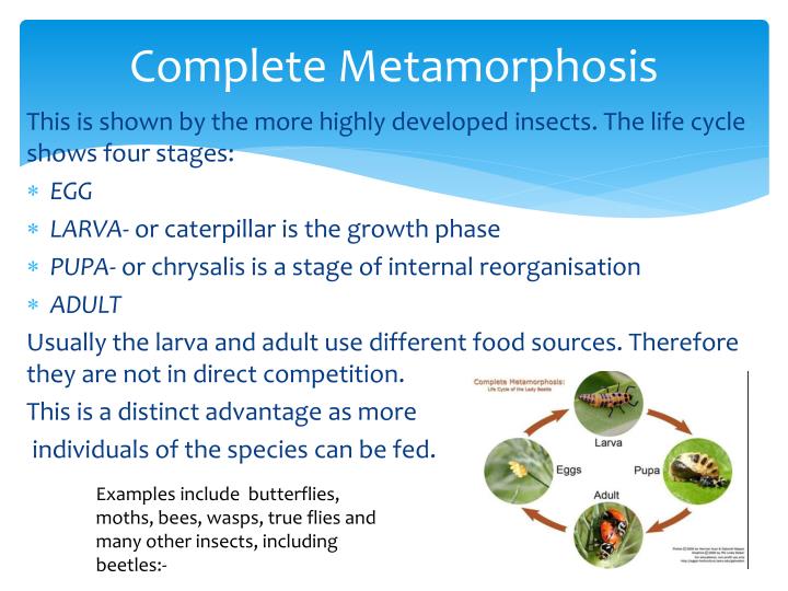 PPT - Life Cycles PowerPoint Presentation - ID:2585239