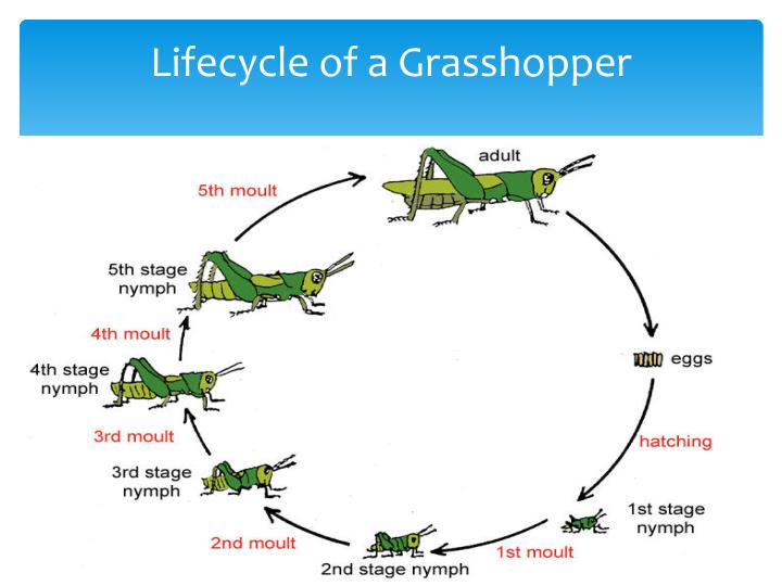 PPT - Life Cycles PowerPoint Presentation - ID:2585239