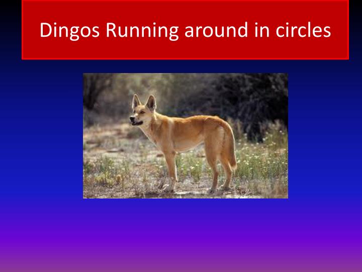 PPT - My Australian Animal Dingo PowerPoint Presentation - ID:2585362