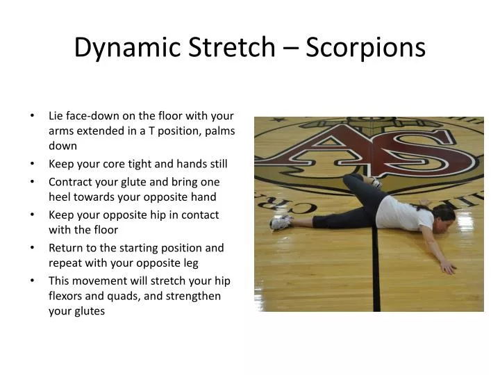 PPT - Dynamic Stretch – Scorpions PowerPoint Presentation, free ...