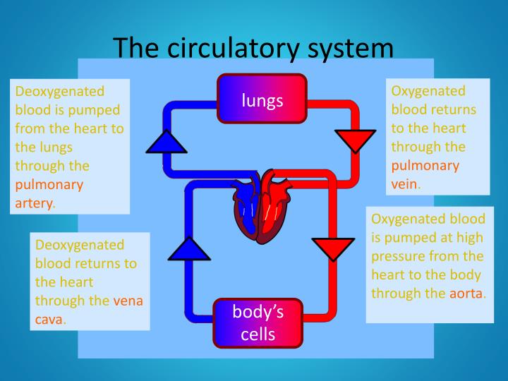 PPT - Year 11 GCSE PE THE CARDIOVASCULAR SYSTEM PowerPoint Presentation ...