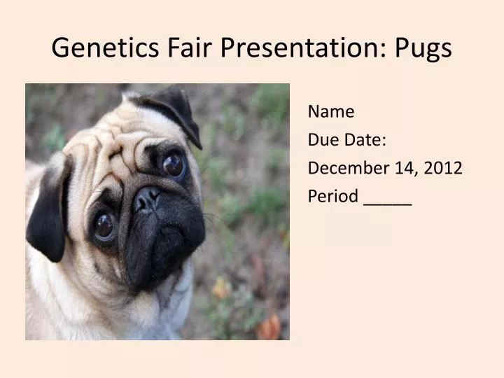 PPT - Genetics Fair Presentation: Pugs PowerPoint Presentation, free ...