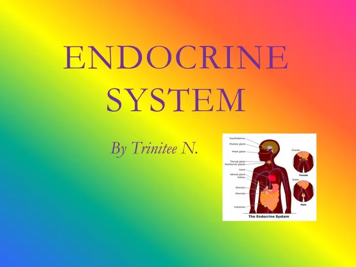 PPT - Endocrine System PowerPoint Presentation, free download - ID:2587809