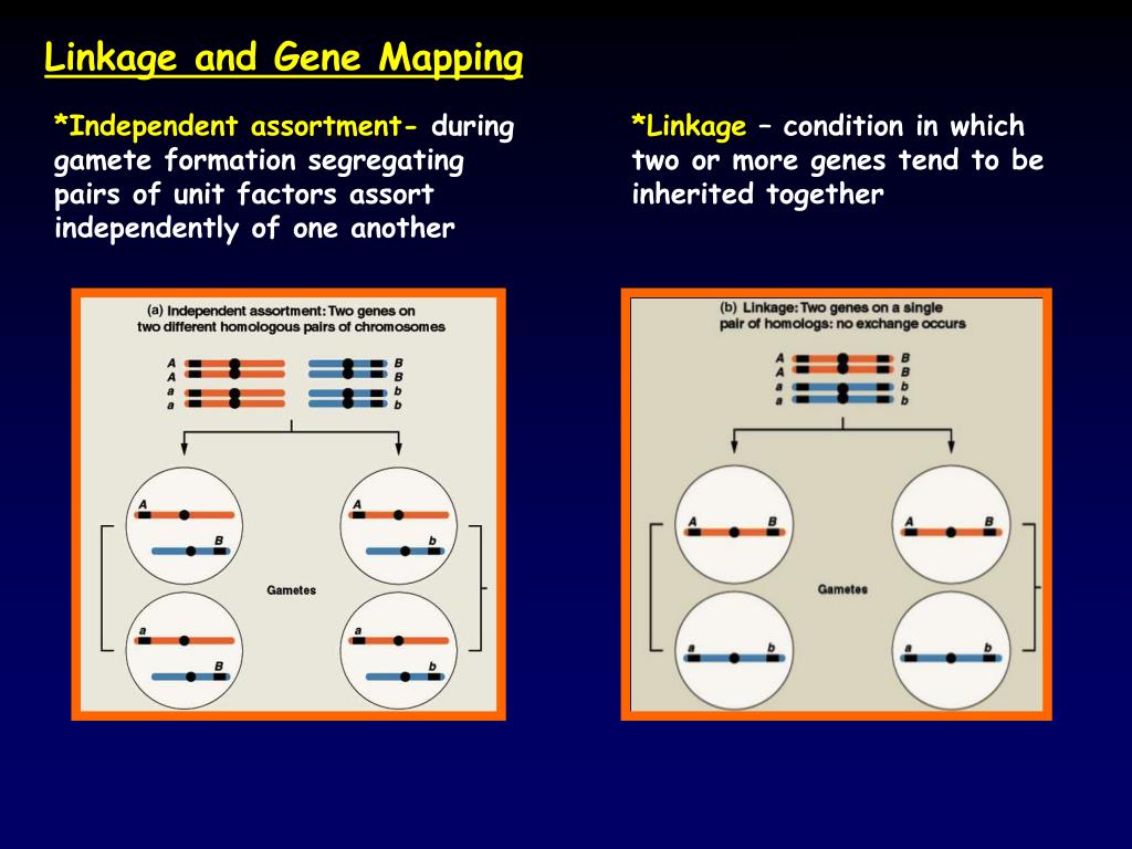 Bateson And Punnett Coupling And Repulsion Hypothesis at Grady Naylor blog