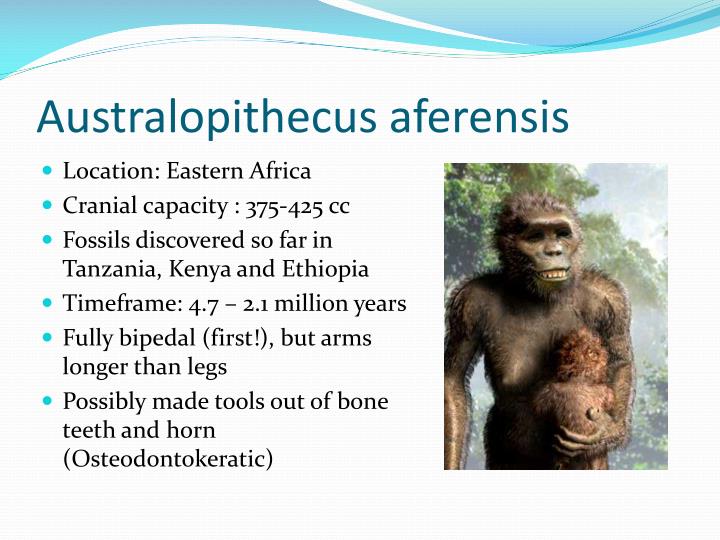 PPT - Human Evolution PowerPoint Presentation - ID:2588872