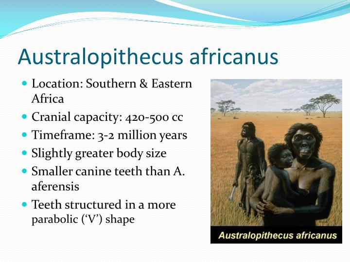 PPT - Human Evolution PowerPoint Presentation - ID:2588872