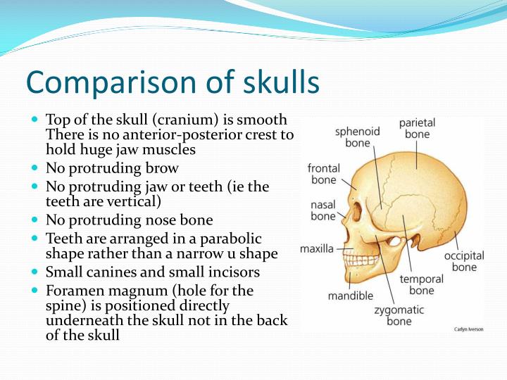 PPT - Human Evolution PowerPoint Presentation - ID:2588872