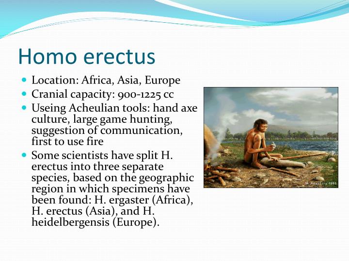 Ppt Human Evolution Powerpoint Presentation Id2588872 0348