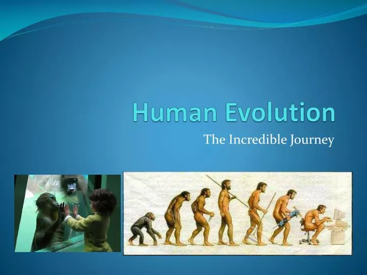 PPT - Human Evolution PowerPoint Presentation, free download - ID:2588872